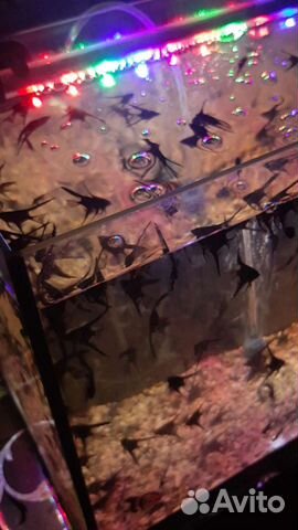 Мальки скалярии