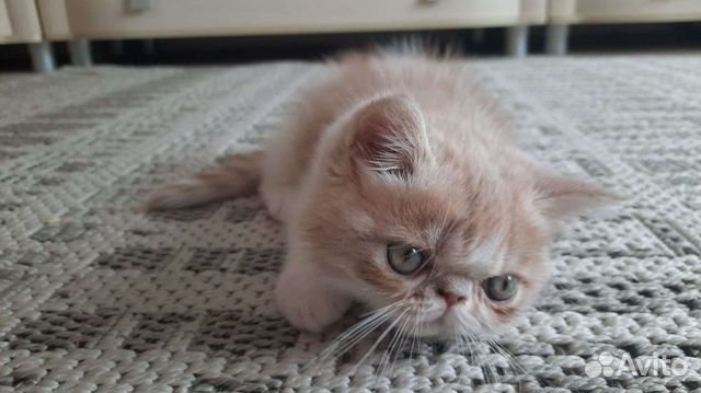 Экзотический кот
