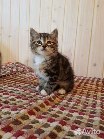 Котик - тигр в добрые руки