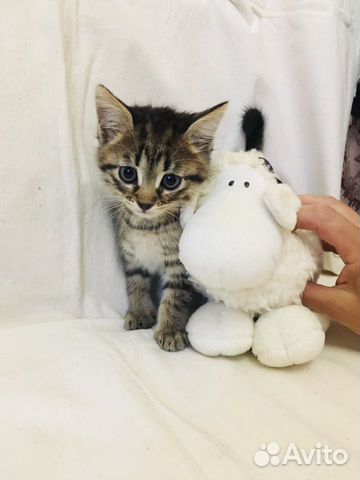 Котенок