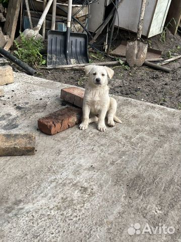 Щенки смесь хаски с дворнягой