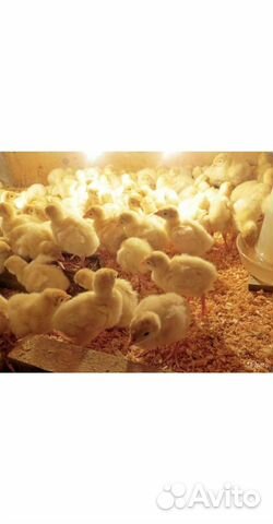 Индюшата подрощенные