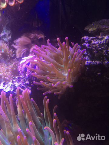 Актинии квадриколор