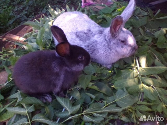 Бсс кролики