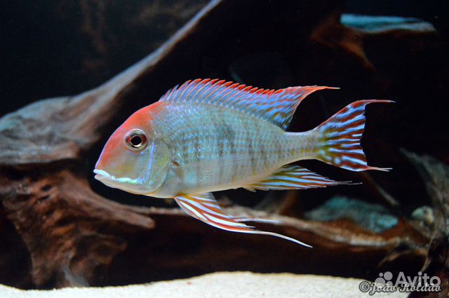 Геофагус красноголовый,Tapajos Red head,вода