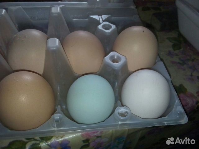 Инкубационное яйцо