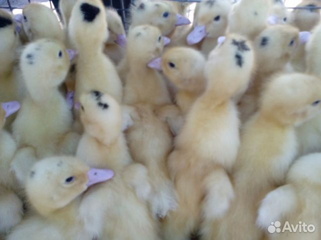 Утка Мулард в наличии