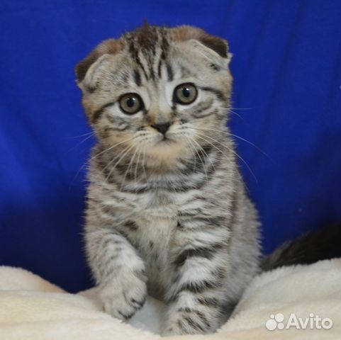 Даниэль