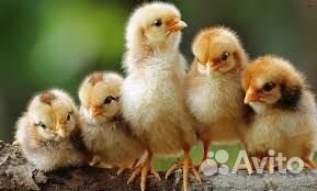 Заявки на суточных цыплят/ утят (2020года)