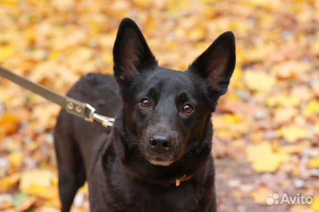 Джесси в добрые руки