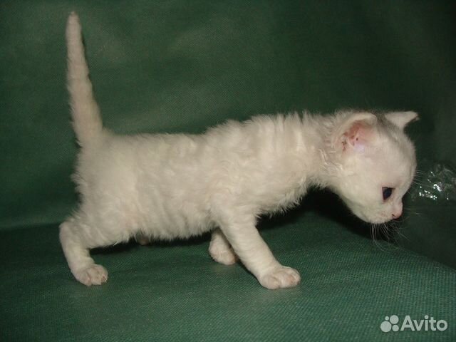Белая кудрявая кошечка