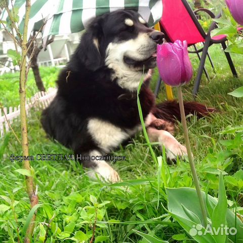 Собаки. бмв. Бурят-Монгольский волкодав