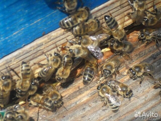 Пчелы среднерусской породы