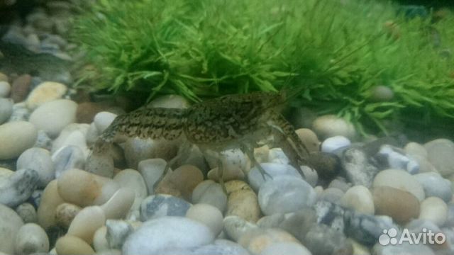 Мраморные раки