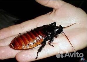 Мадагасарские тараканы