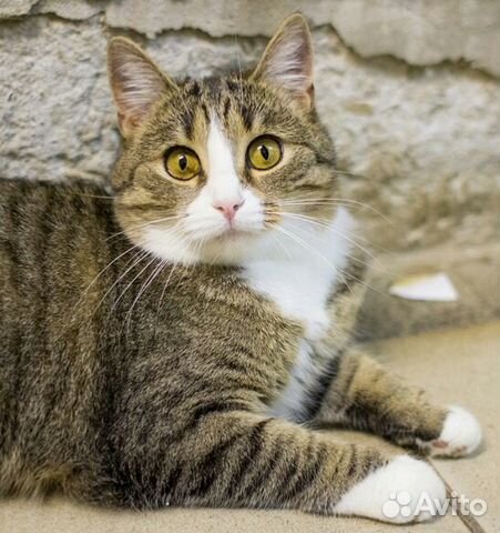 Кошечка в добрые руки