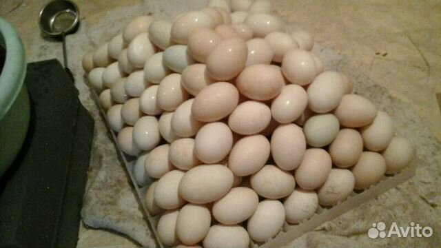 Инкубационное яйцо уток и гусей