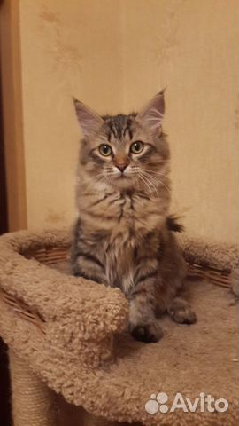 Шикарный сибирский котёнок