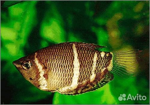 Рыбки гурами шоколадный