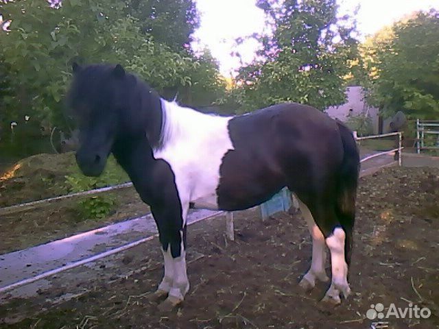 Продаются три кобылы пони