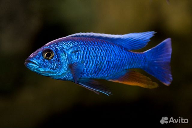 Семья Васильков