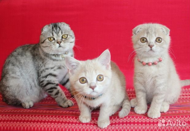 Ларик, Гарик и Лошарик