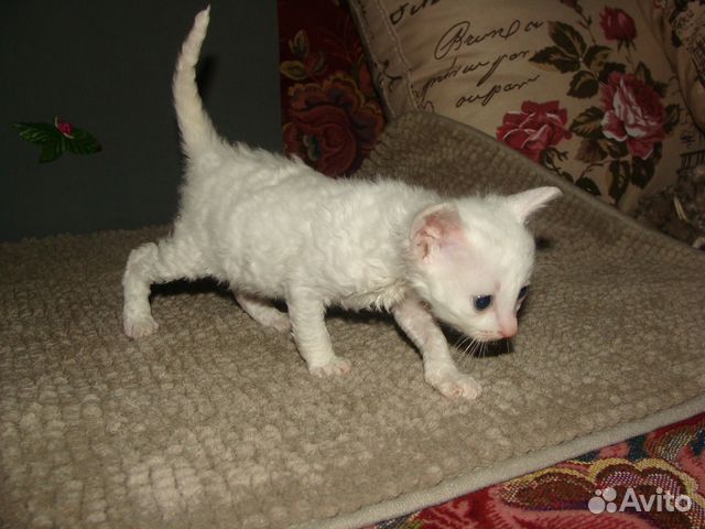 Облачный котик неаллергенный