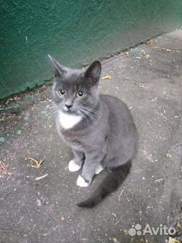 Стасик, ласкунчик и игрунчик, типа русская голубая