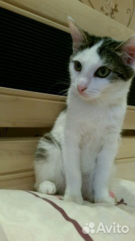В дар котенок мальчик 3.5 мес