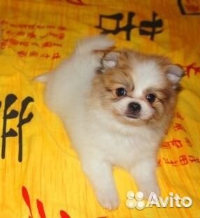 Бело рыжие гномики