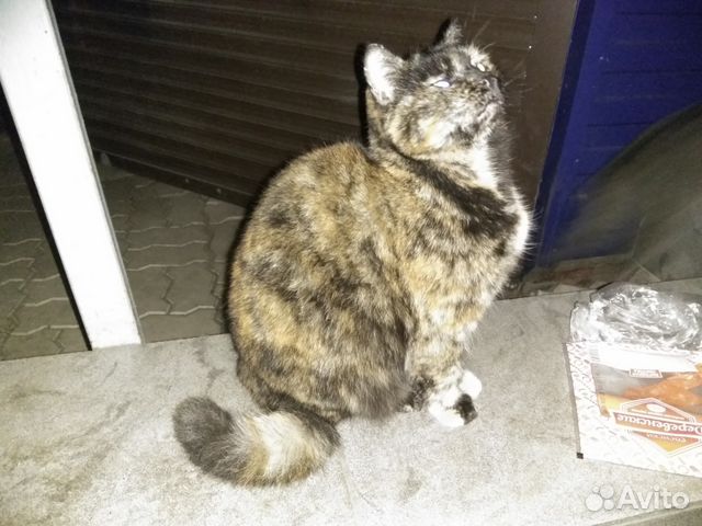 Черепаховая стерилизованная кошка