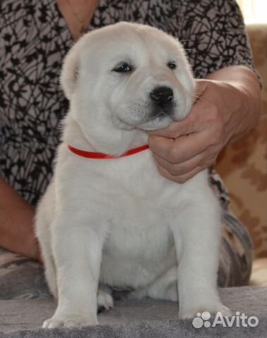 Щенки алабайчики из питомника