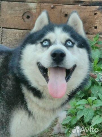 Кобель хаски