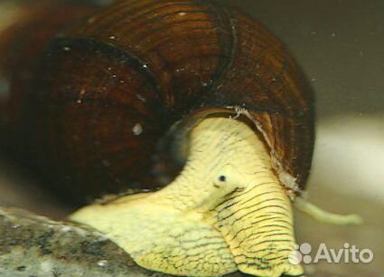 Улитка кролик (тиломелания) продам