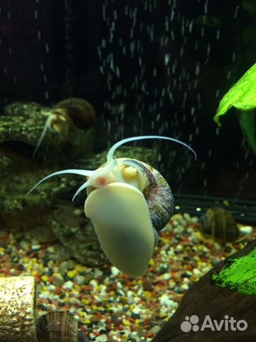 Улитки ампулярии