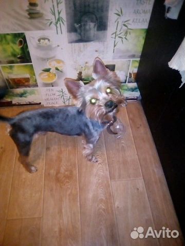 Вязка Еркширский терьер