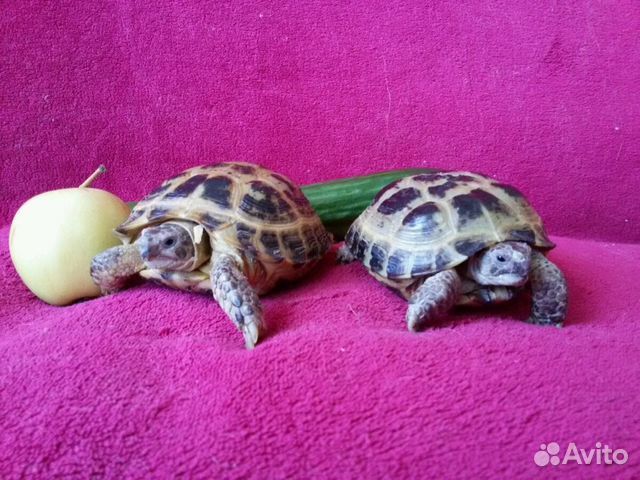 Черепашка сухопутная