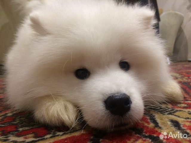 Сам ) едики)