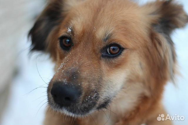 В добрые руки небольшая рыжая собачка