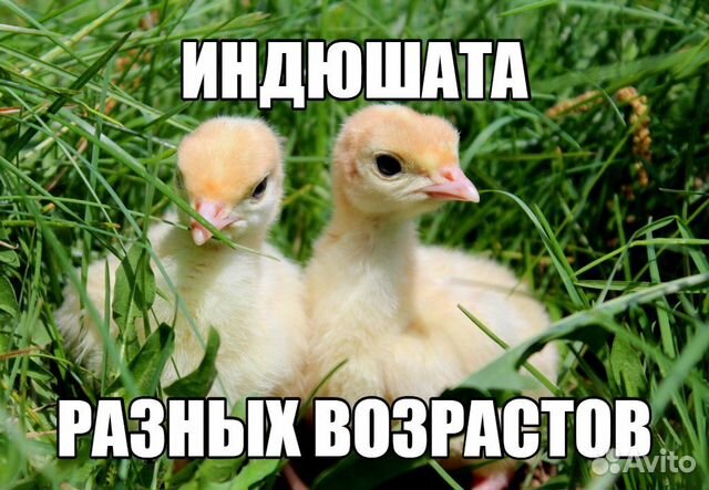 Индюшата разных возрастов