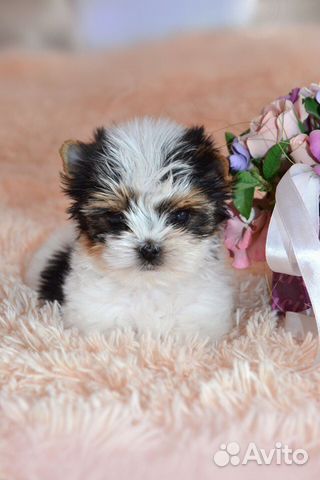 Девочка Бивер кнопочка