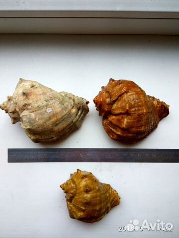 Ракушка рапана