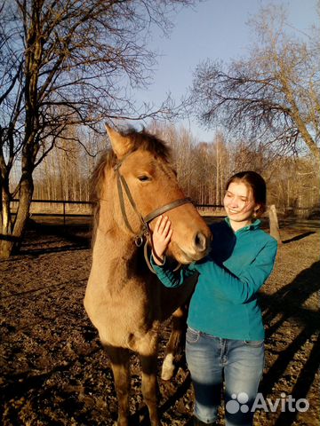 Продается башкирский жеребец
