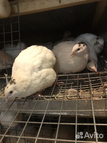 Перепела техасские молодняк