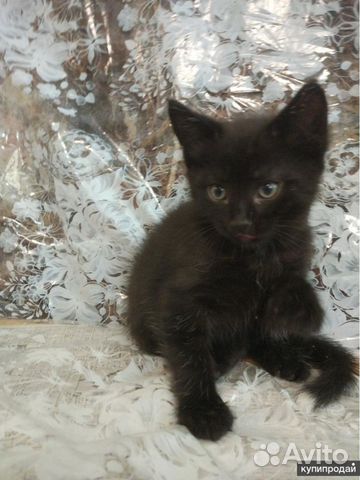 Черный котенок хочет домой