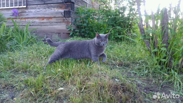 Дымка - простой кот который хочет быть британом