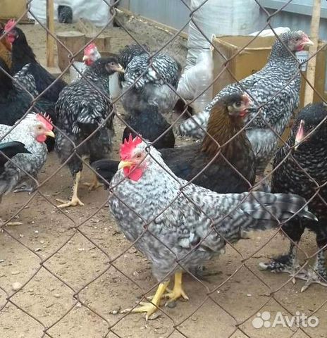 Куры. Инкубационное яйцо