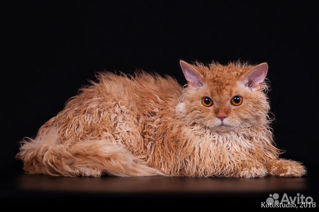 Рыжий парень