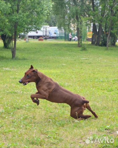 Немецкий пинчер. Вязка