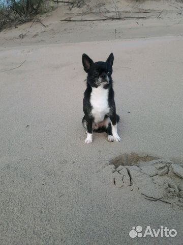 Чих на вязку